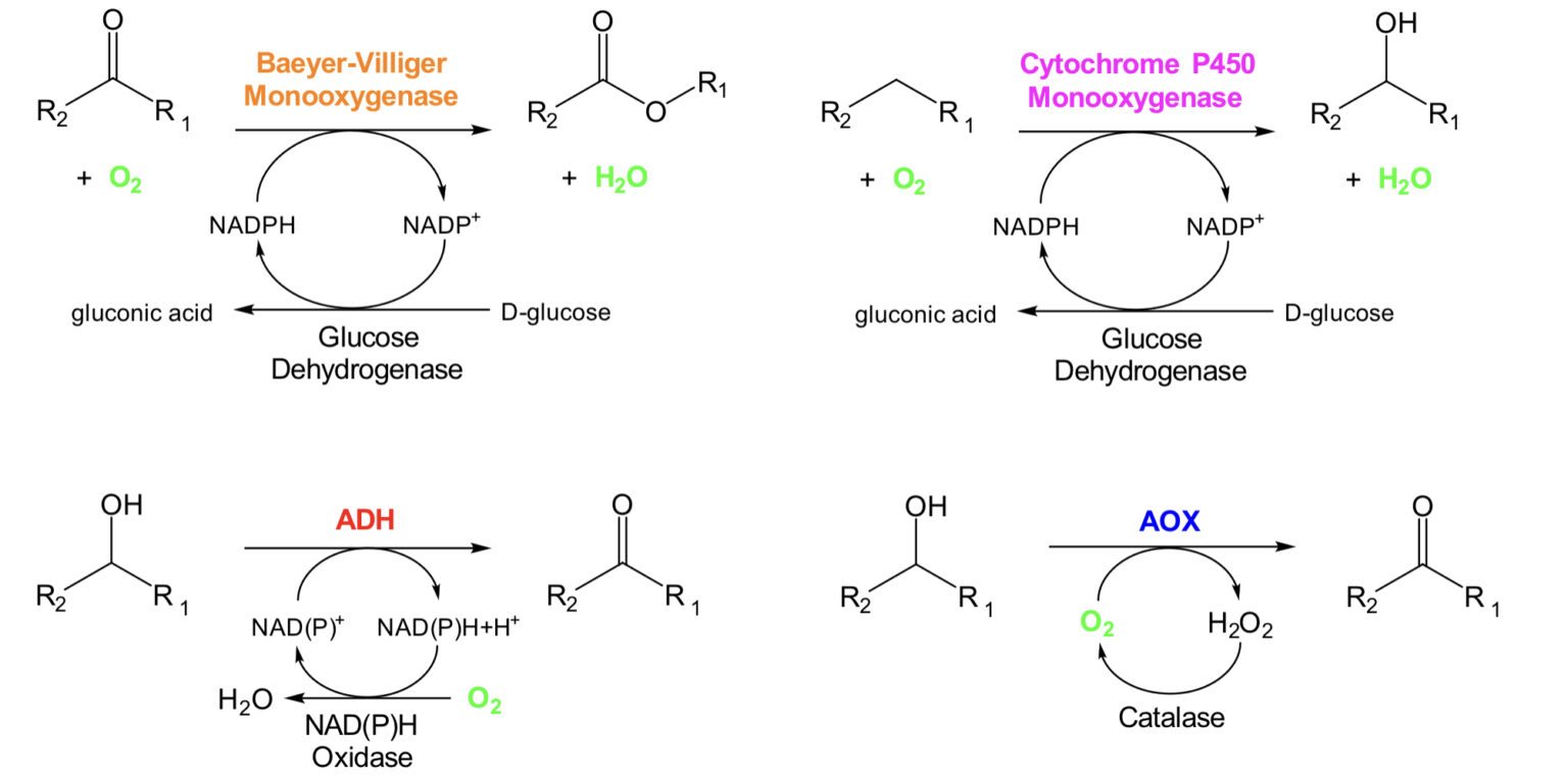 Safe and efficient enzymatic oxidations with molecular oxygen in the ...